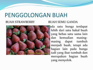 Strawberry | PPTX