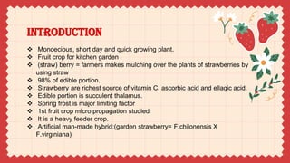 Strawberry production Technology .pptx