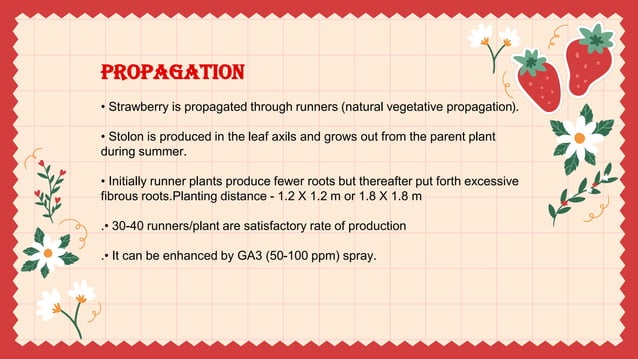 Strawberry production Technology .pptx
