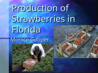 Production technology of strawberry. Ppt | PPT