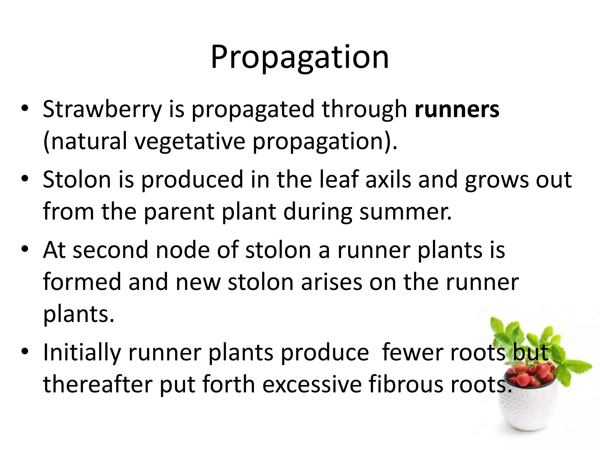Strawberry cultivation | PPTX