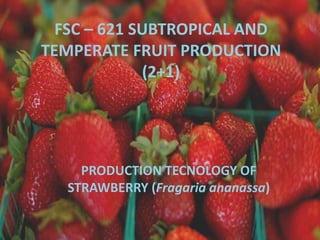 Strawberry cultivation | PPTX