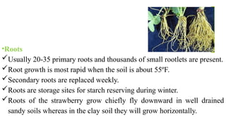 Strawberry fruit Cultivation in Nepal.pptx