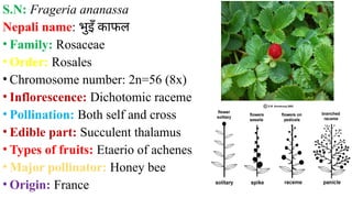 Strawberry fruit Cultivation in Nepal.pptx