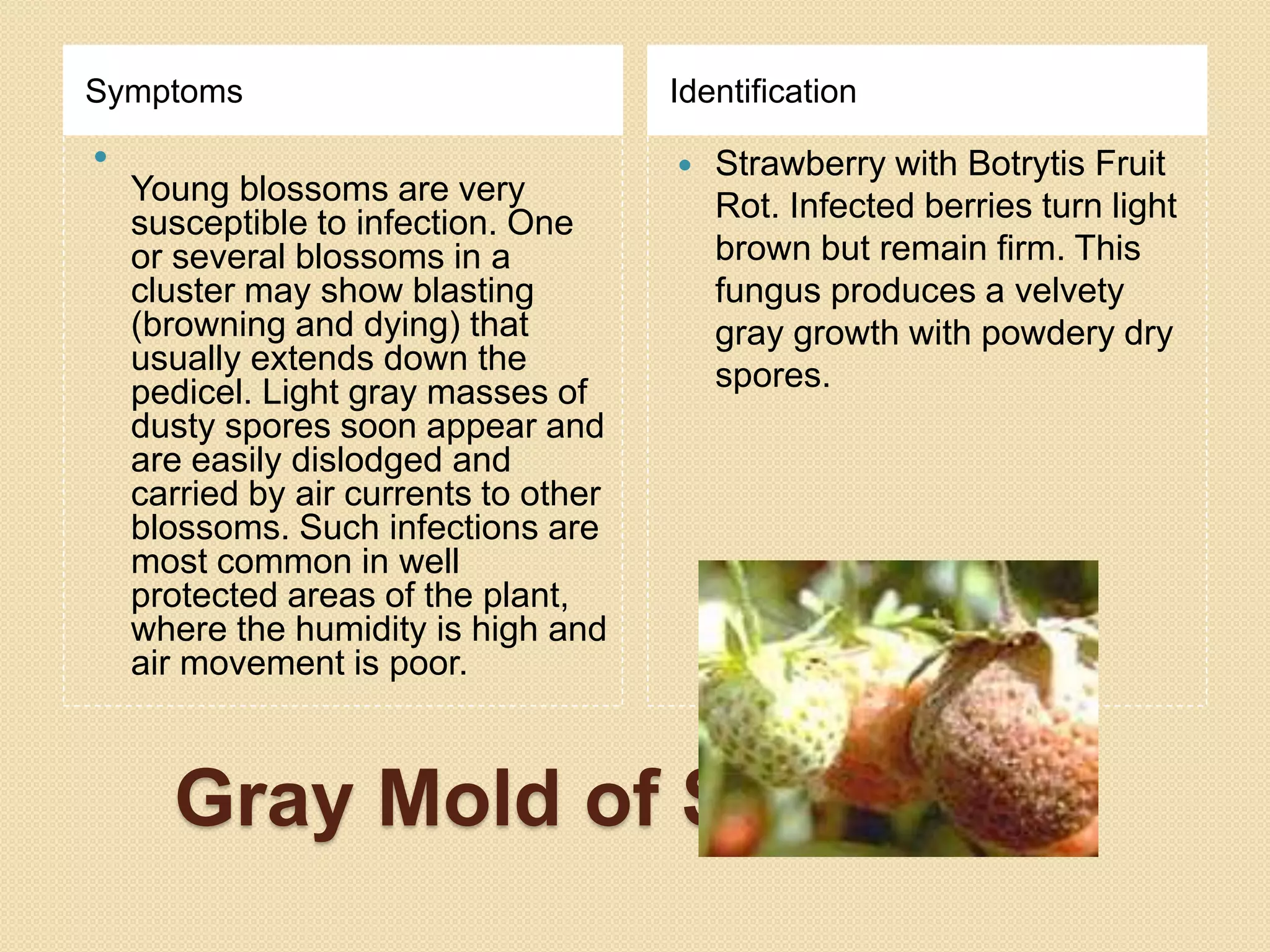 Strawberry diseases A Lecture on ToT By Allah Dad Khan | PPTX