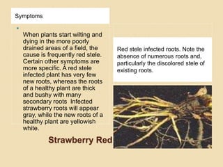 Strawberry diseases A Lecture on ToT By Allah Dad Khan | PPTX