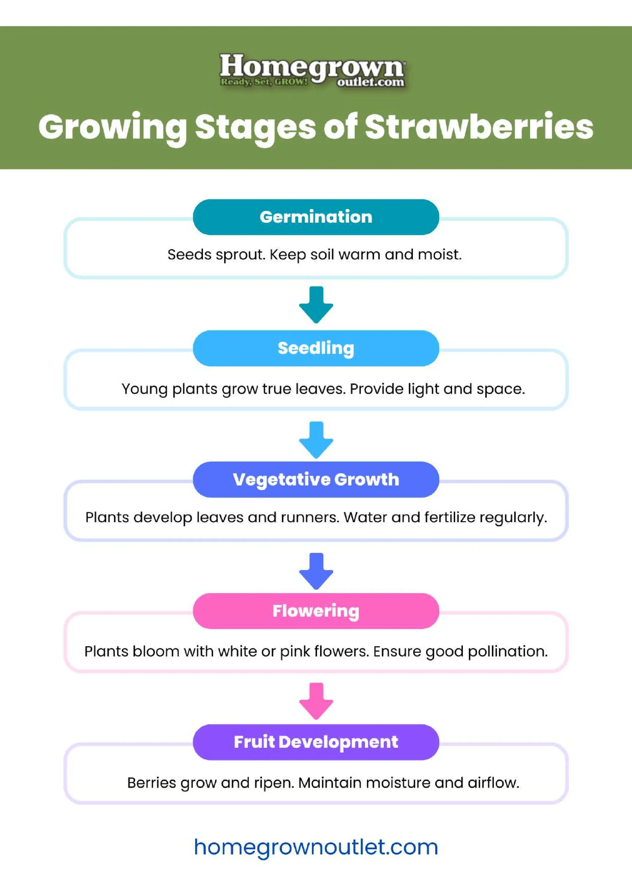 Strawberry growing stages - Homegrown Outlet | PDF