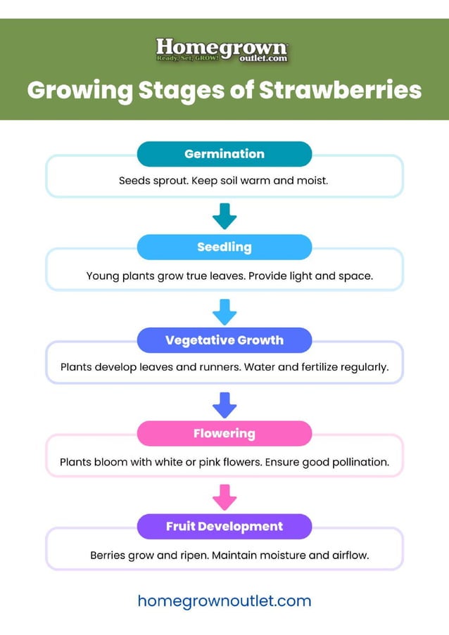 Strawberry growing stages - Homegrown Outlet | PDF