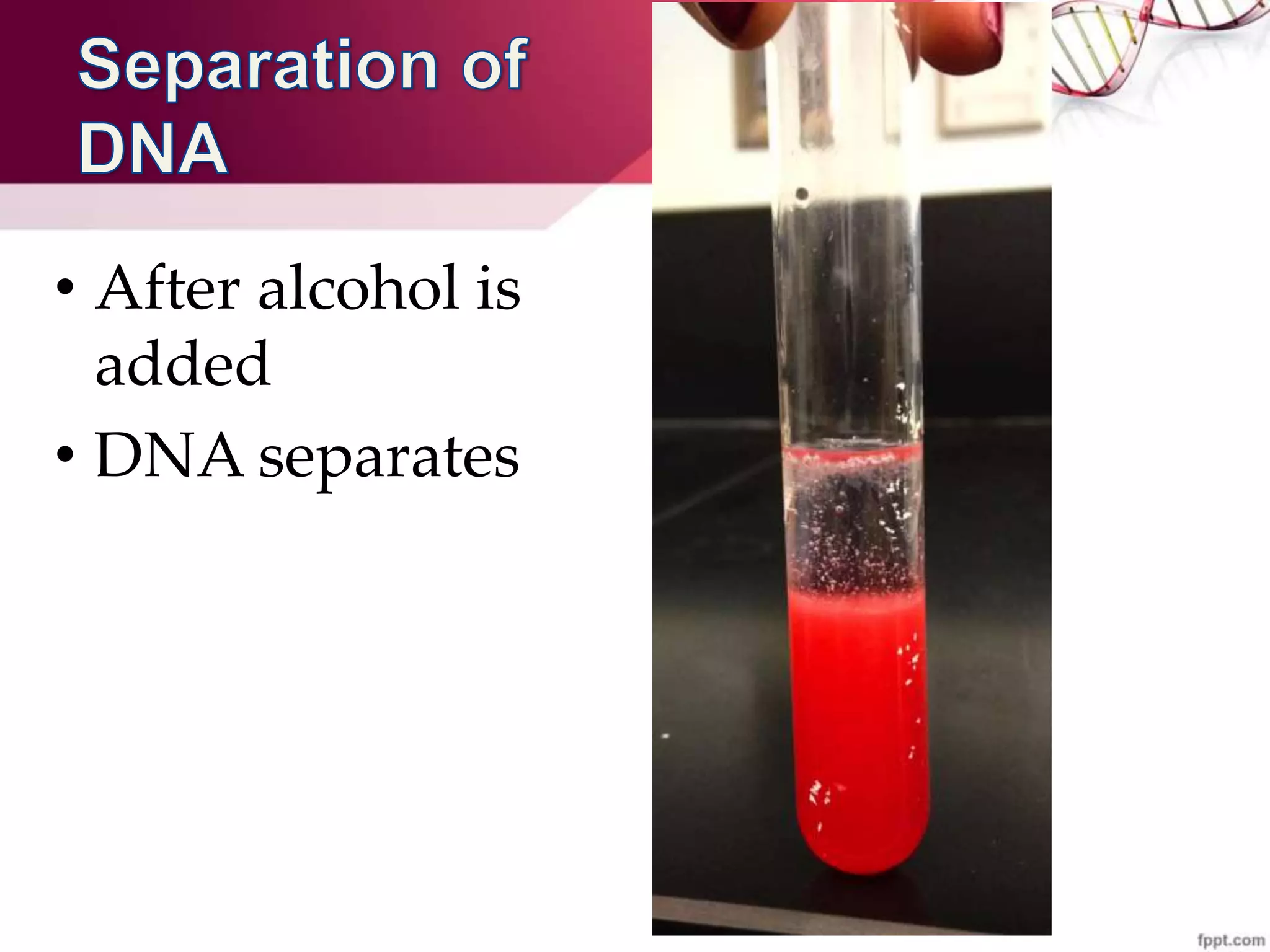 Strawberry lab dna extraction 2016 | PPTX | Biological Sciences | Science