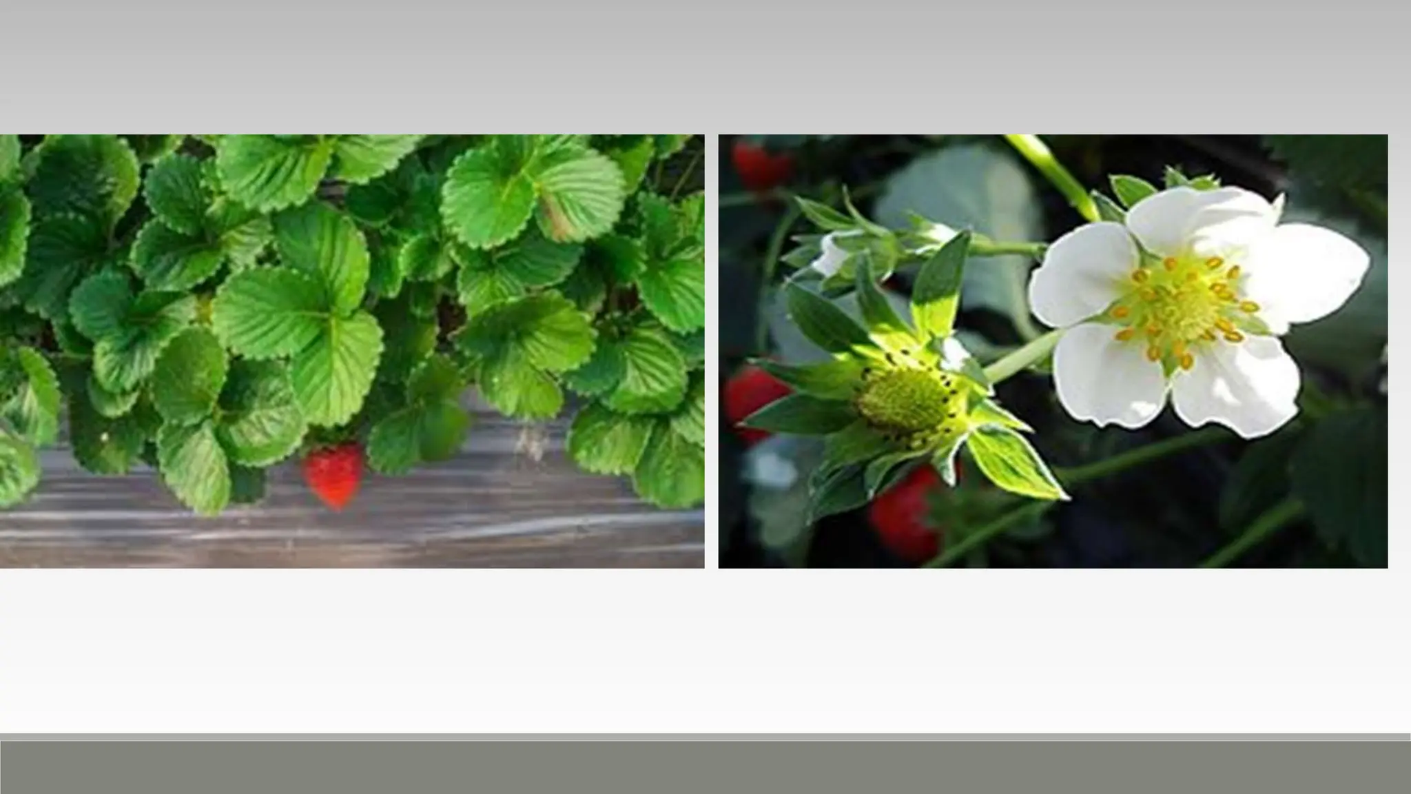 Strawberry Presentation.pptx