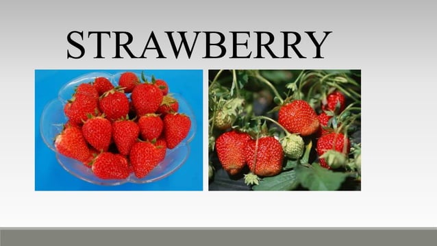 Strawberry Presentation.pptx | Gardening | Home & Garden