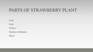 Strawberry Presentation.pptx