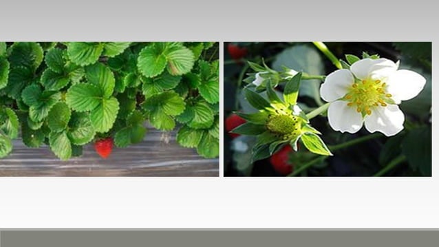 Strawberry Presentation.pptx | Gardening | Home & Garden