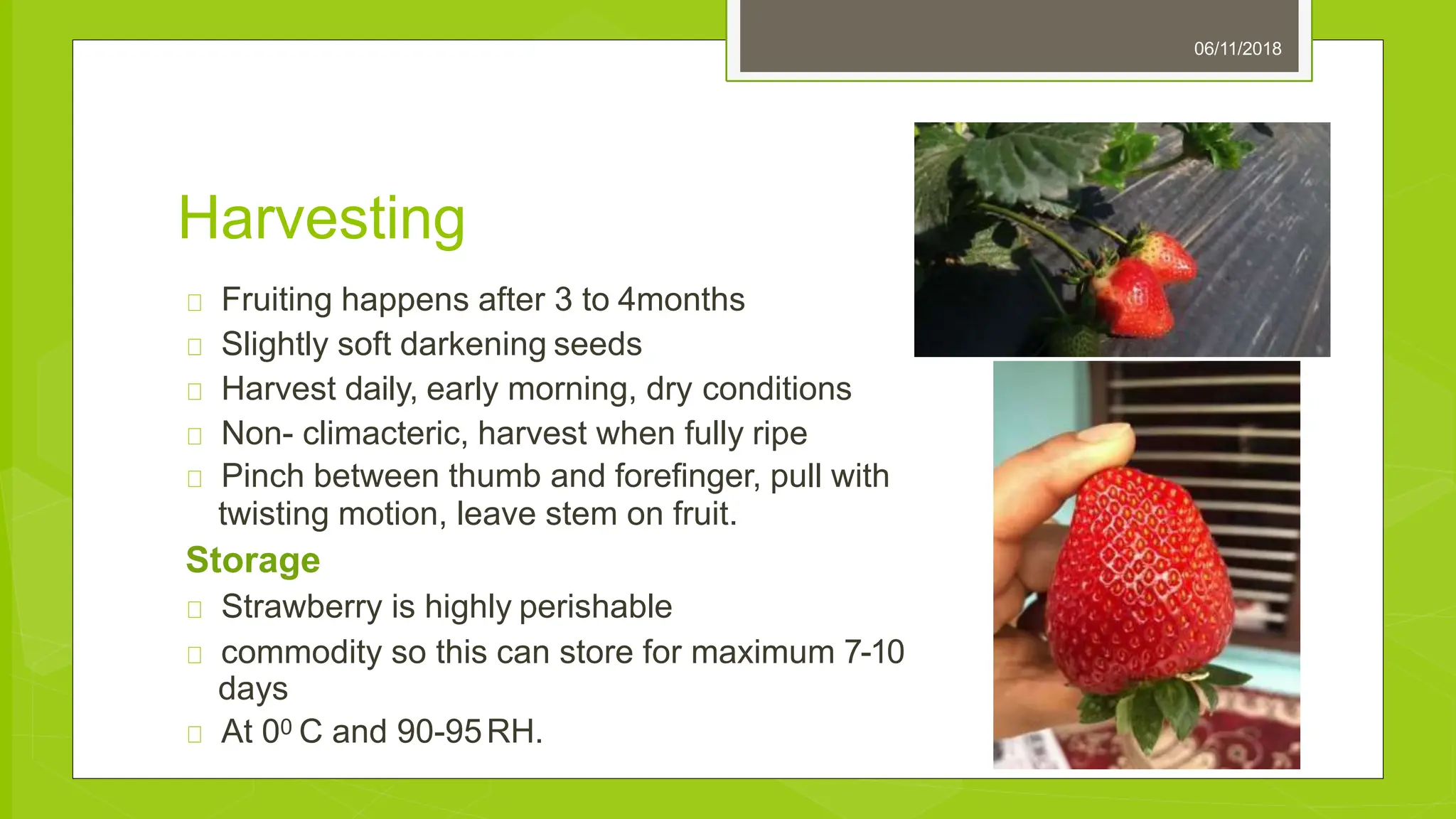 strawberry_production_2020-converted.ppt