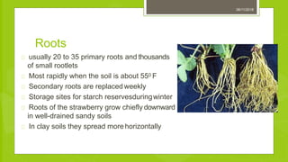 strawberry_production_2020-converted.ppt