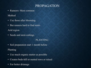 Strawberry production technology | PPTX