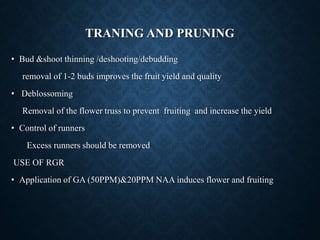 Strawberry production technology | PPTX