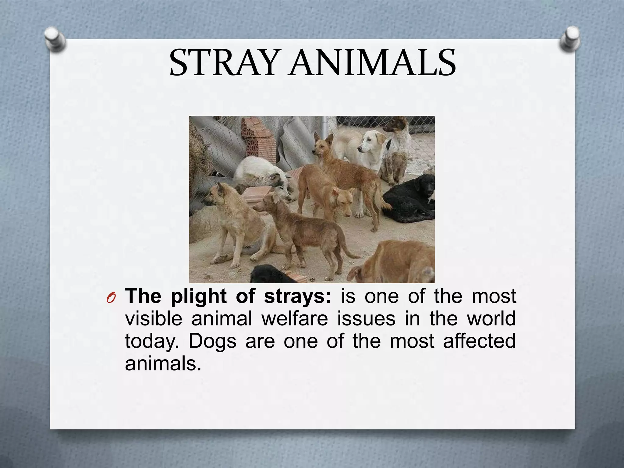 Stray Animals | PPTX