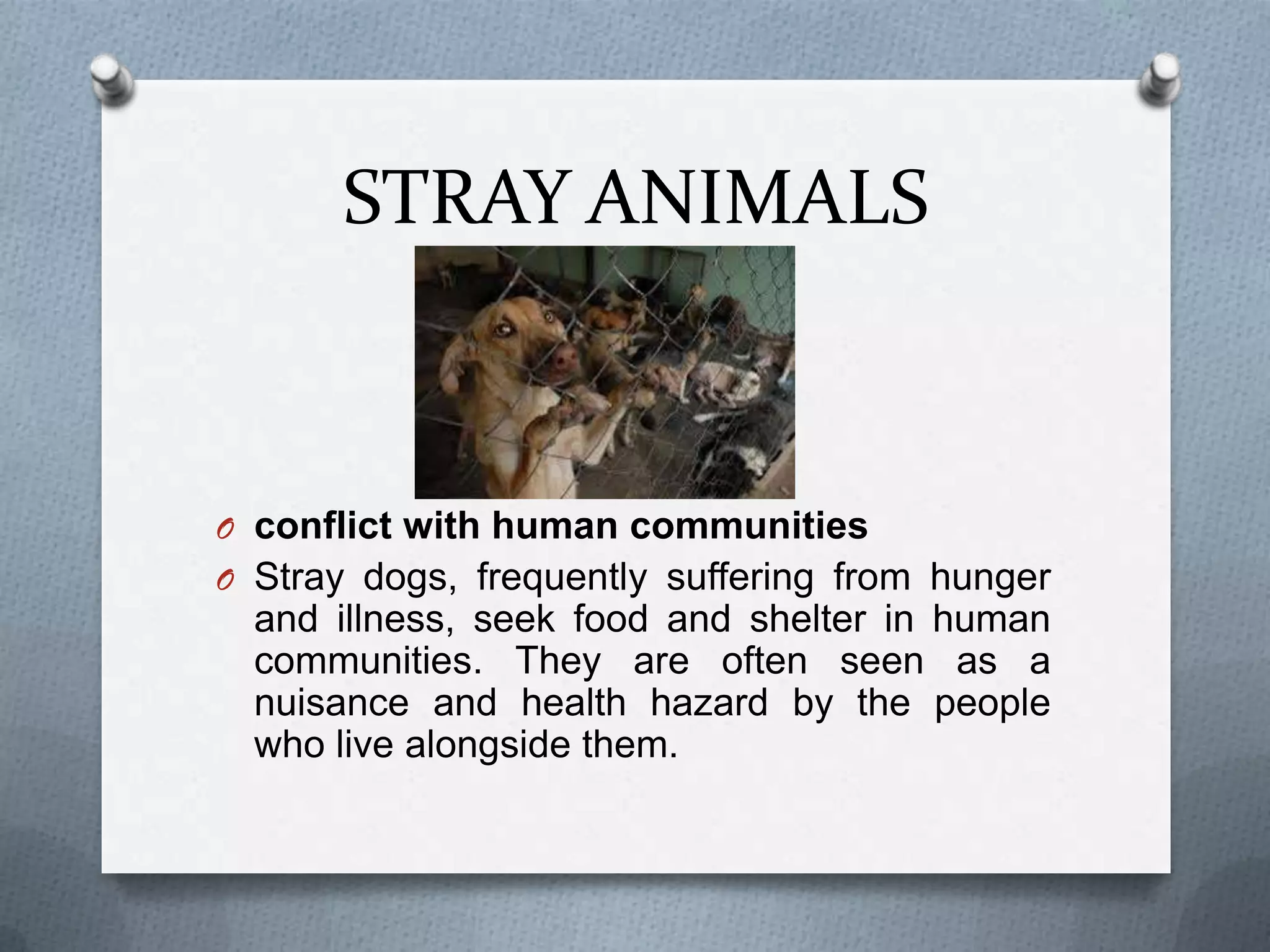 Stray Animals | PPTX