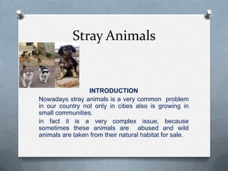 Stray Animals | PPTX