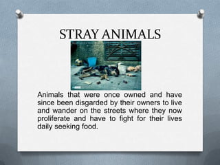 Stray Animals | PPTX