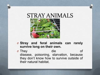 Stray Animals | PPTX