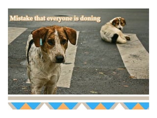 Stray animals | PPT