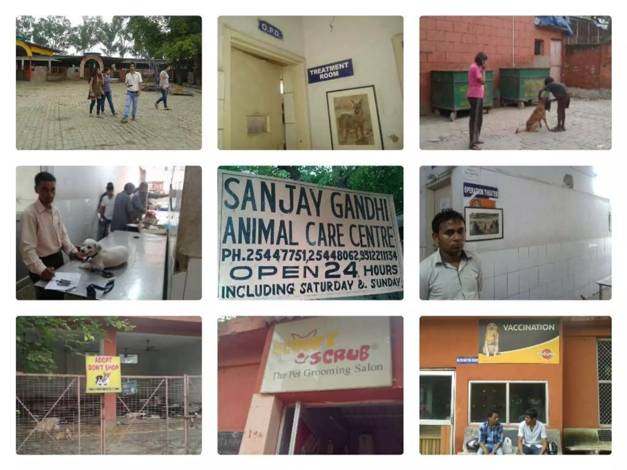 Stray Animals | PPTX