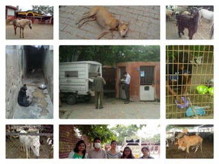 Stray Animals | PPTX