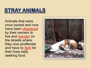 Stray Animals | PPTX