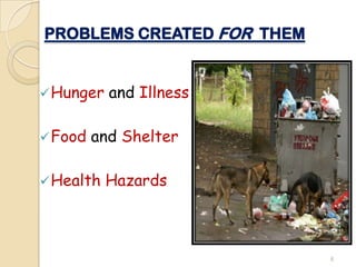Stray Animals | PPTX