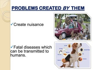 Stray Animals | PPTX