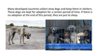 Stray dog problem in Turkey. Paradigms, Solutions, İdeas. | PPTX