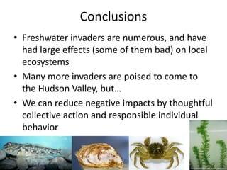Freshwater Invasions in the Hudson Valley: Causes, Impacts, and ...