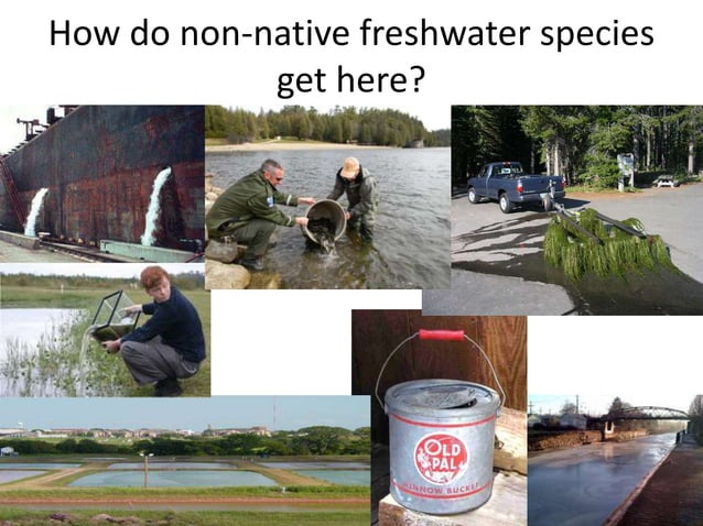 Freshwater Invasions in the Hudson Valley: Causes, Impacts, and ...