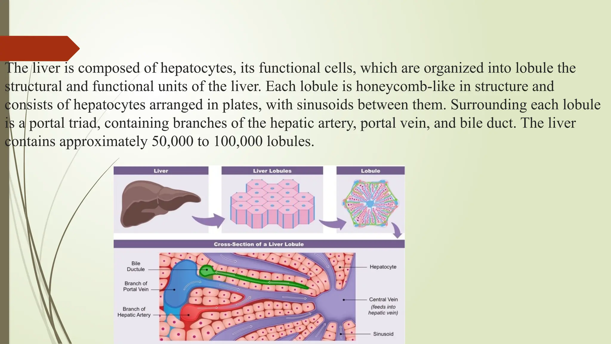 Strcuture of liver and its functions.pptx