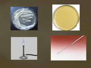 The Streak plate method, | PPTX