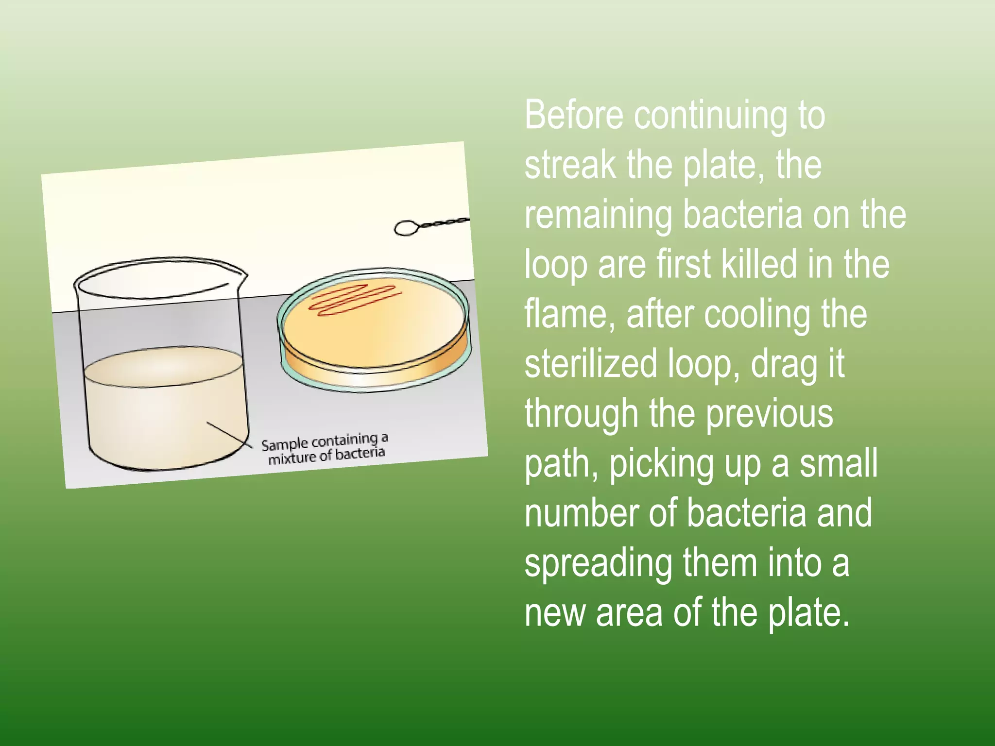 Streak Plating | PDF