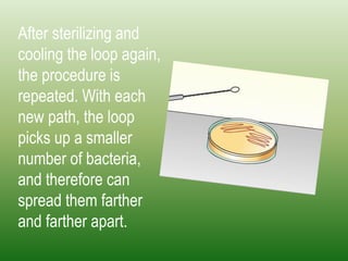 Streak Plating | PDF
