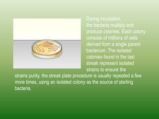 Streak Plating | PDF