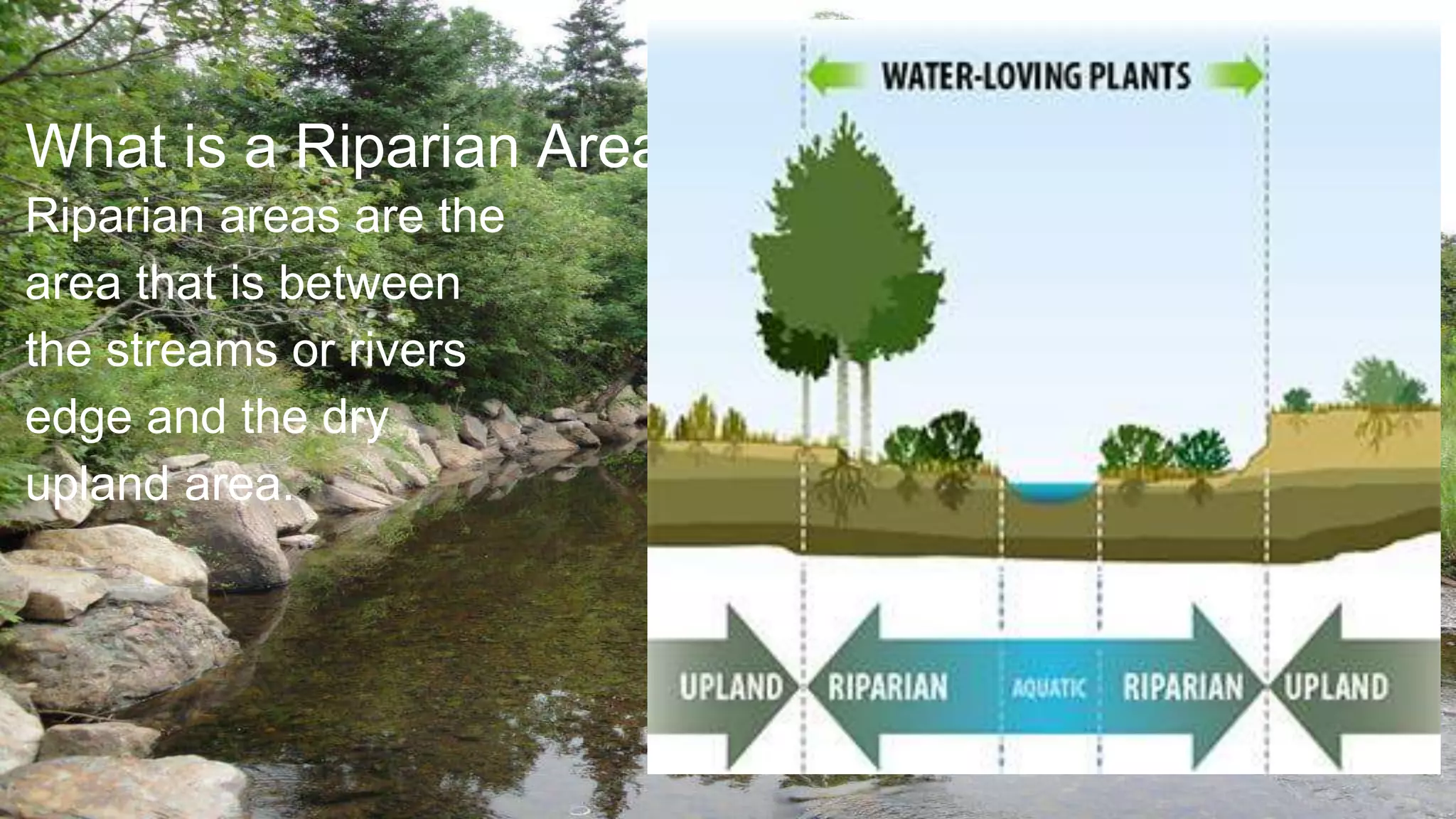 Streambanks and riparian areas | PPTX