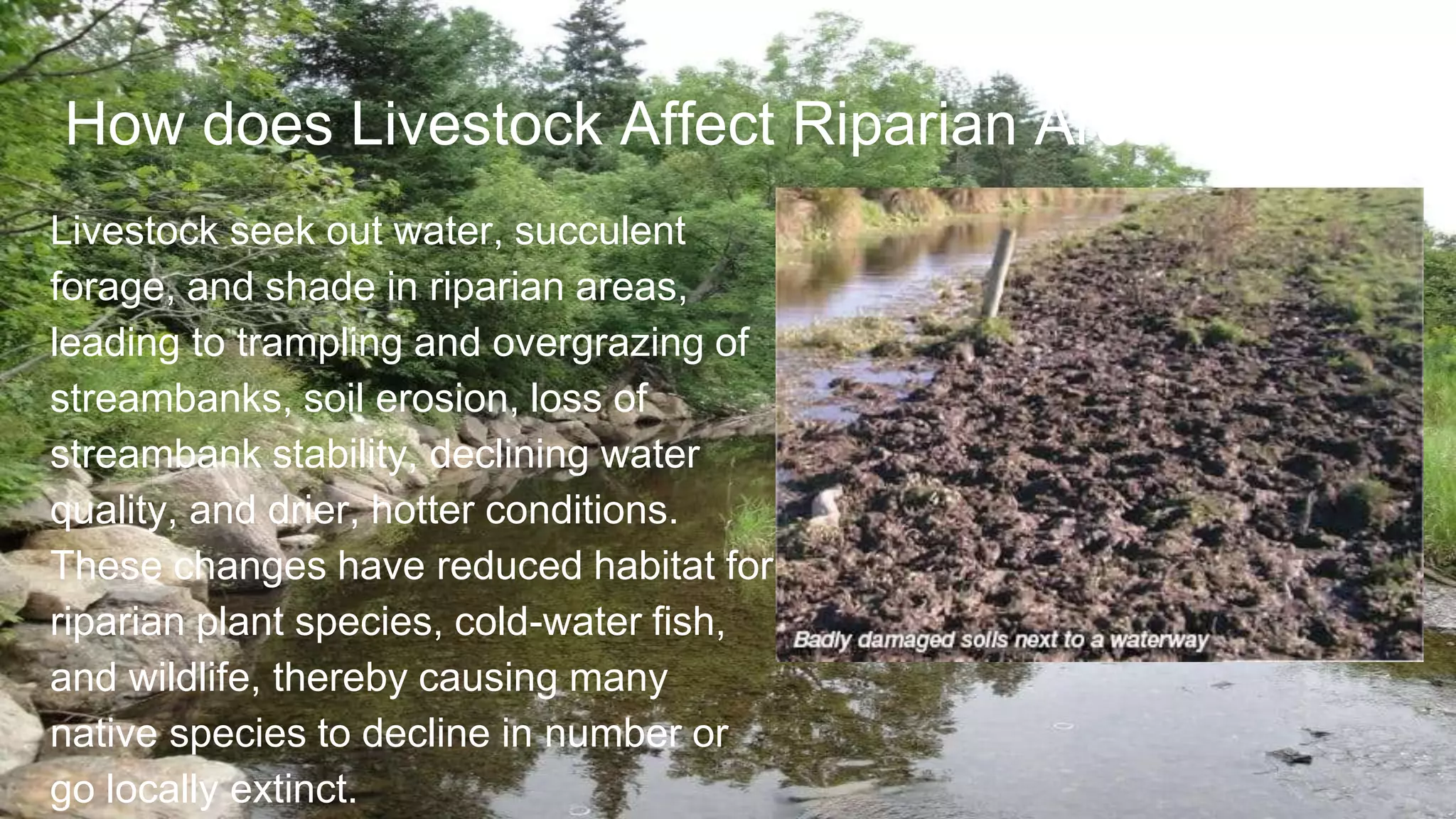 Streambanks and riparian areas | PPTX