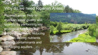 Streambanks and riparian areas | PPTX