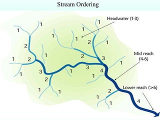 Stream order | PPT
