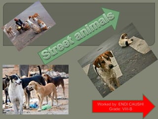 Street animals | PPTX