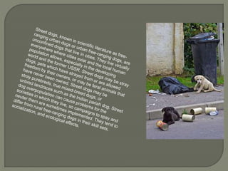 Street animals | PPTX