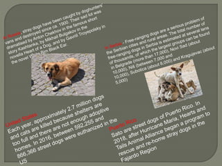 How Many Stray Dogs Are There In The Us 2018