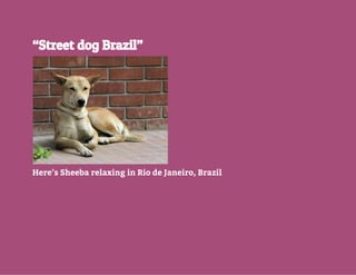 Street dogs Around the World | PDF