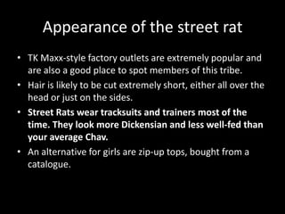 Street rats | PPT