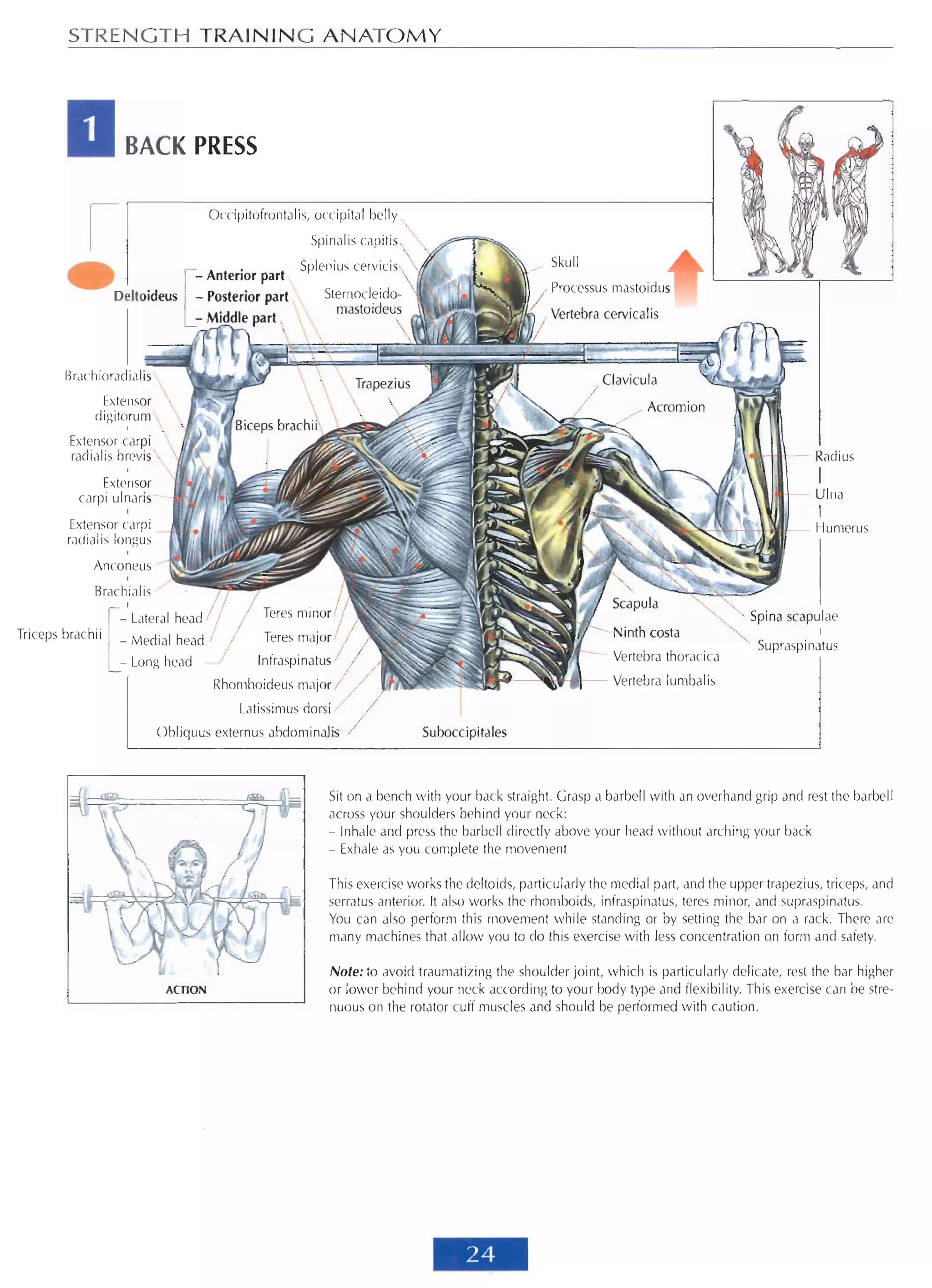 Strenght training anatomy | PDF